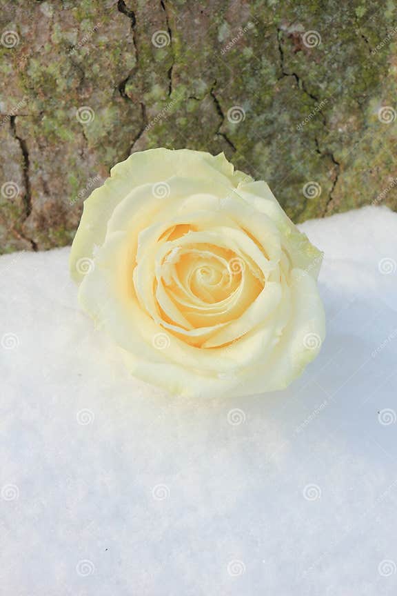 White rose in the snow stock photo. Image of nature, frost - 95474468