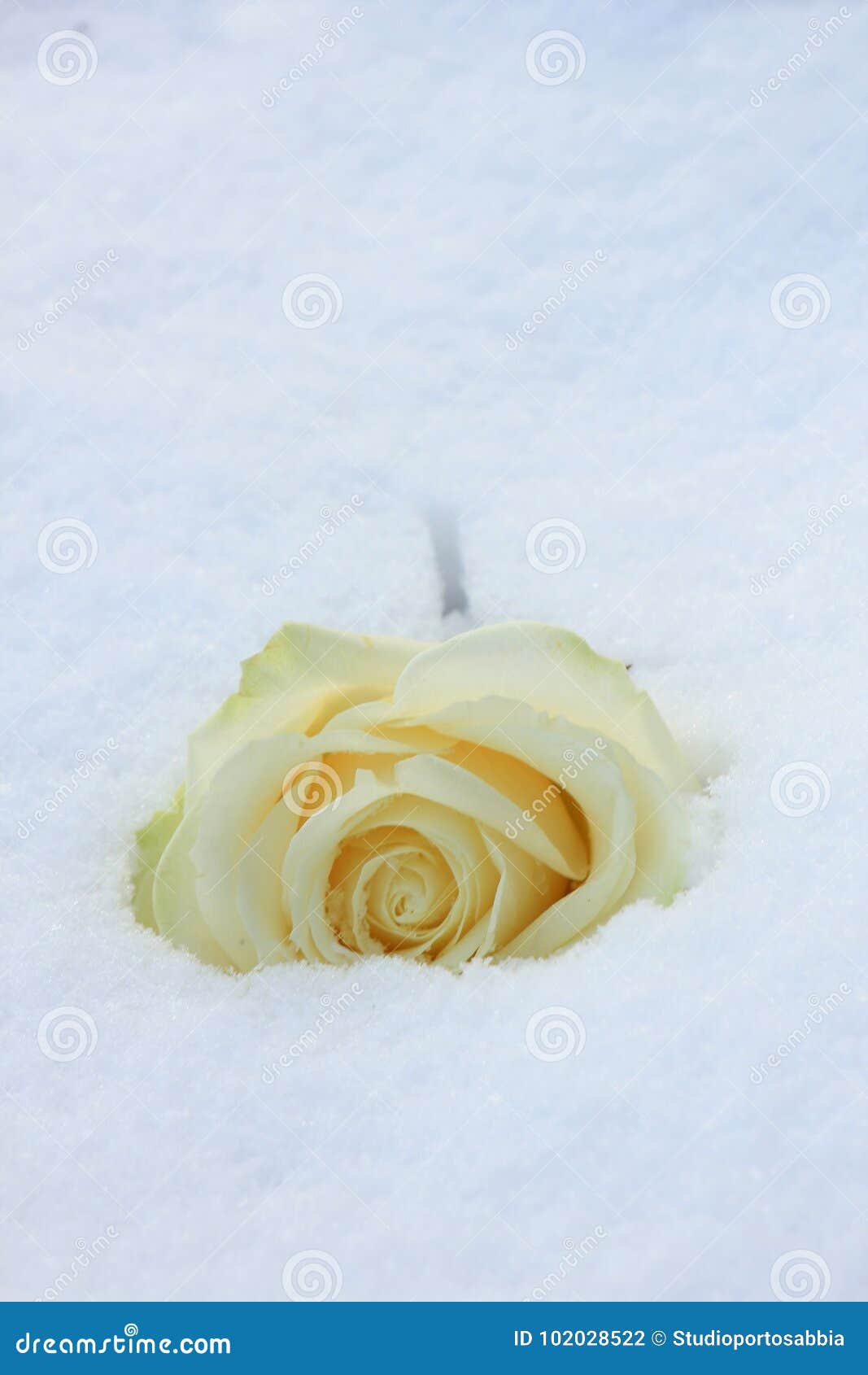 White rose in the snow stock photo. Image of snow, petals - 102028522