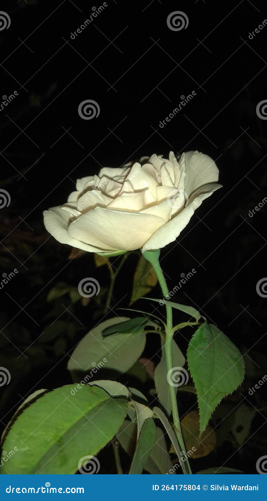 White rose standing alone stock photo. Image of plants - 264175804