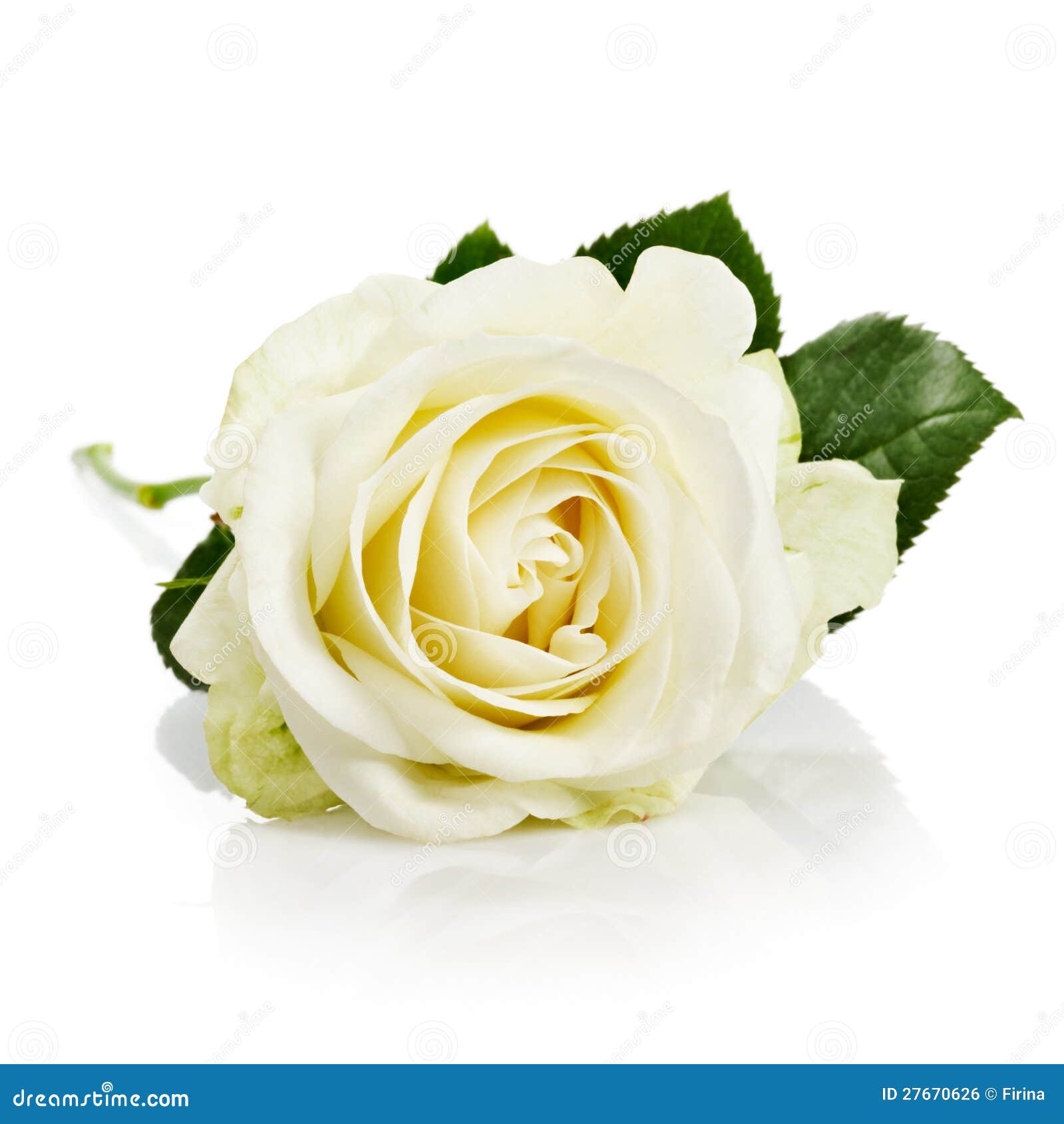 White Rose with Stem stock photo. Image of romantic, rose - 27670626