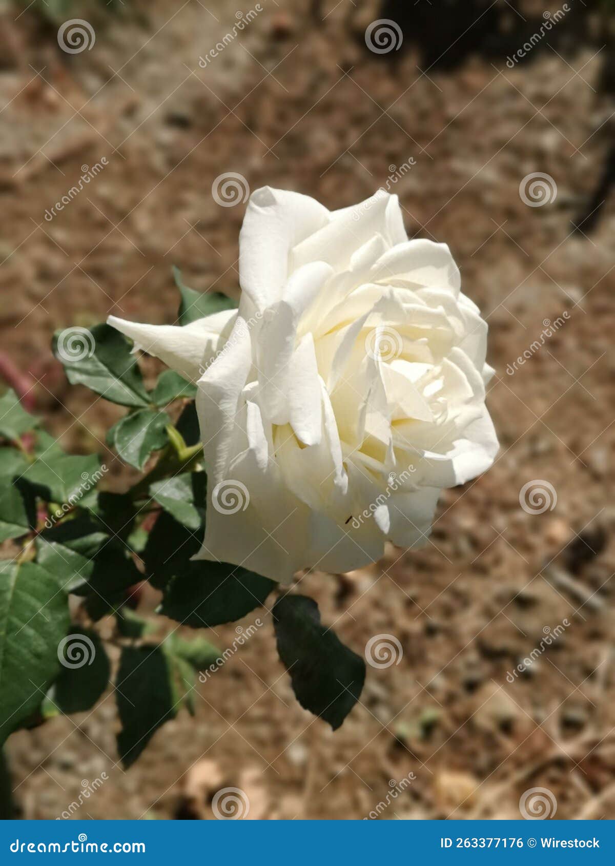 White rose on a stem stock photo. Image of garden, beautiful - 263377176