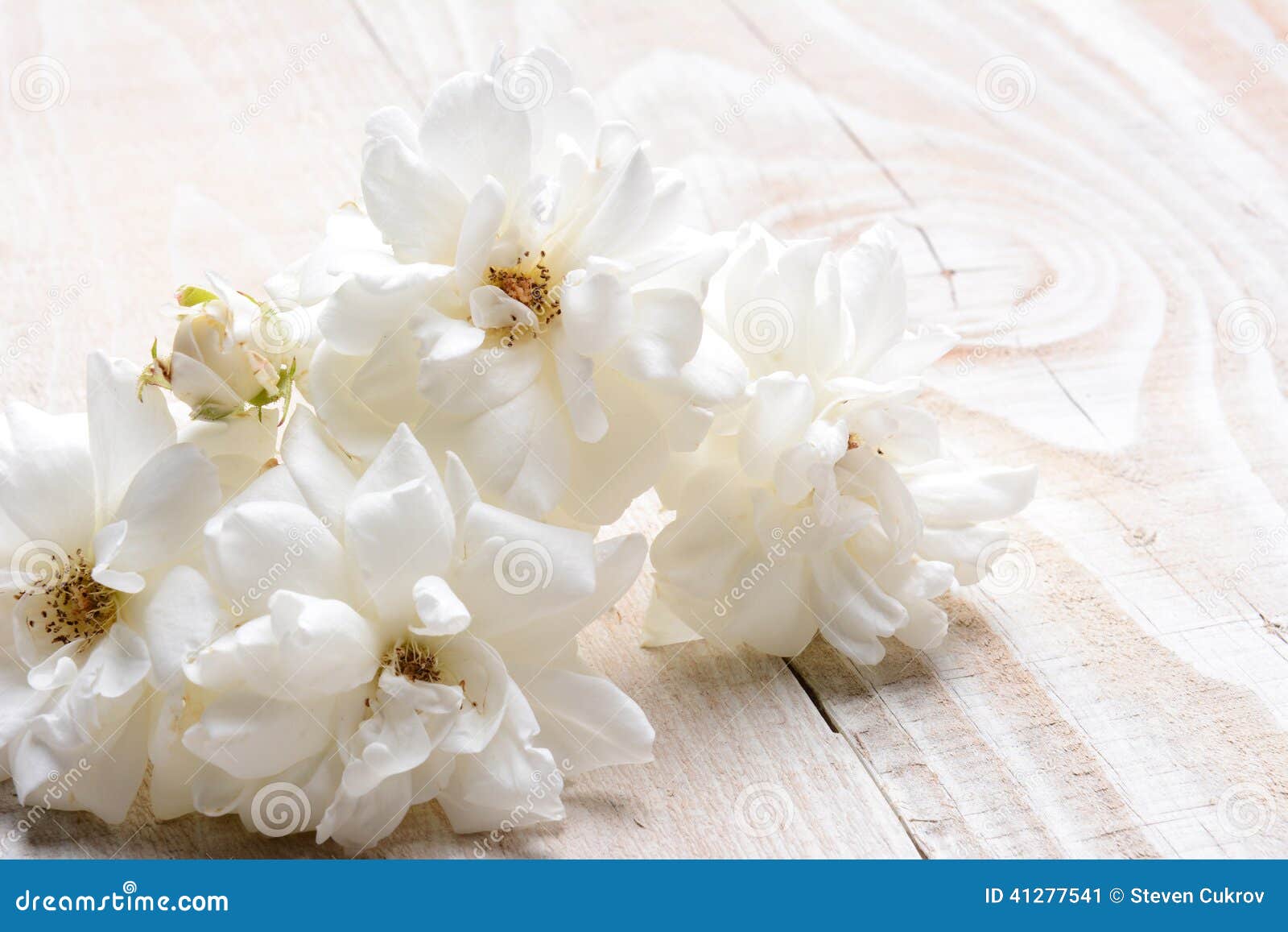 White Rose Still Life on White Stock Image - Image of petals, shades ...