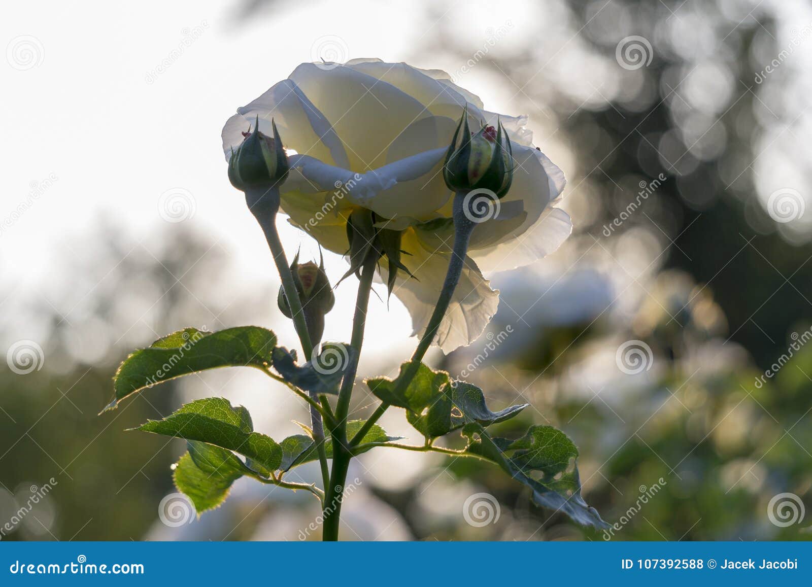White Rose in the Sunshine. Stock Photo - Image of summer, scent: 107392588