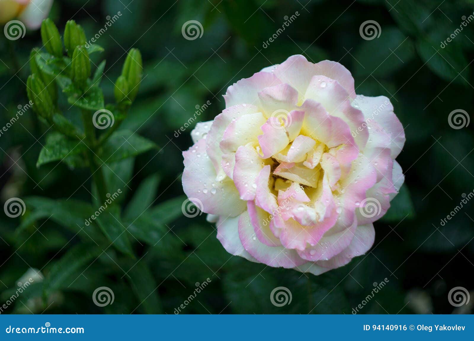 White Rose with Sunshine after Rain Stock Photo - Image of rain, garden ...