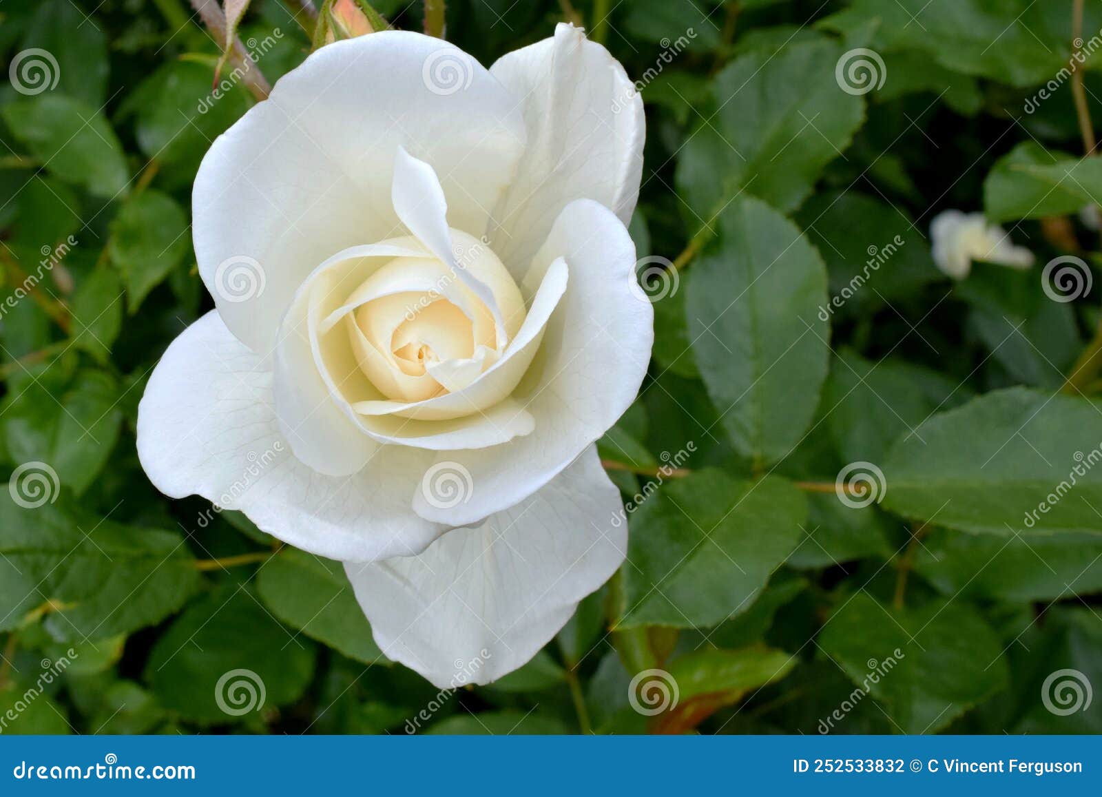 White Rose Flower Swirl 02 stock photo. Image of white - 252533832