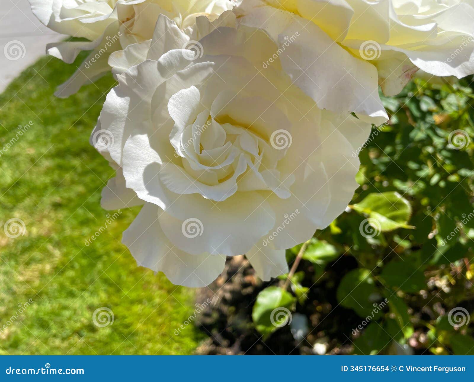 White Petal Rose Flower Swirl Stock Photo - Image of blossom, natural ...