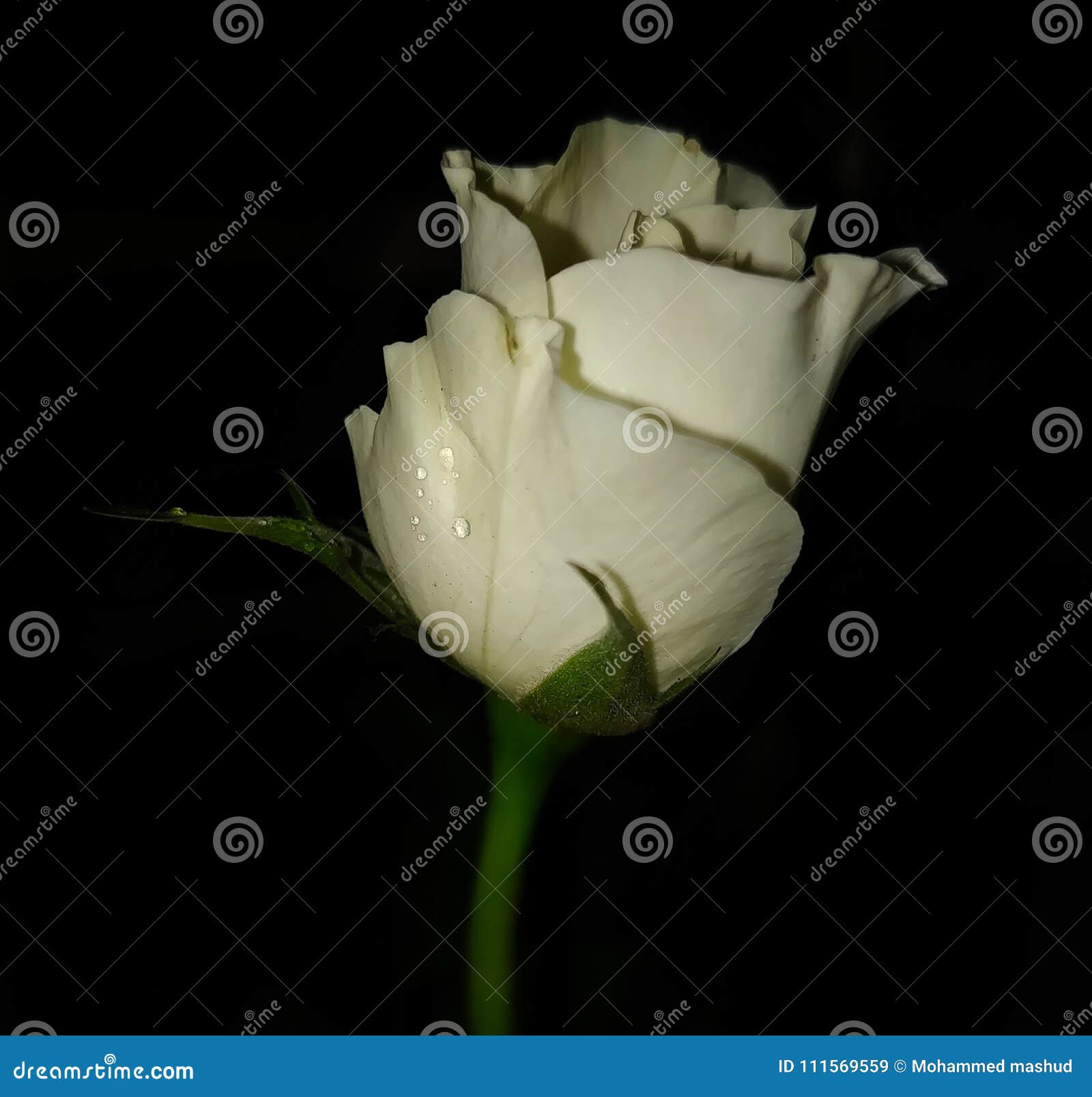 White rose symbol of peace stock image. Image of rose - 111569559