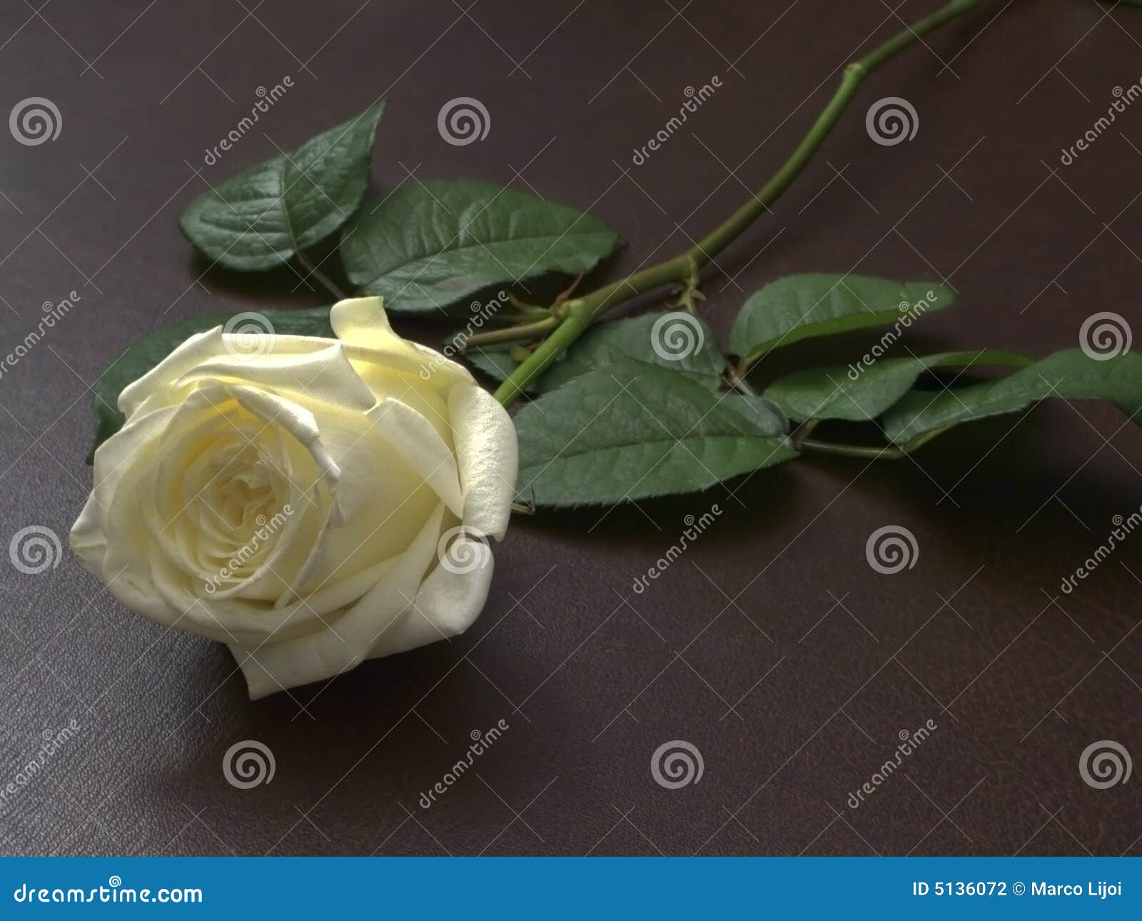 White Rose on the table stock photo. Image of stigma, flowers - 5136072