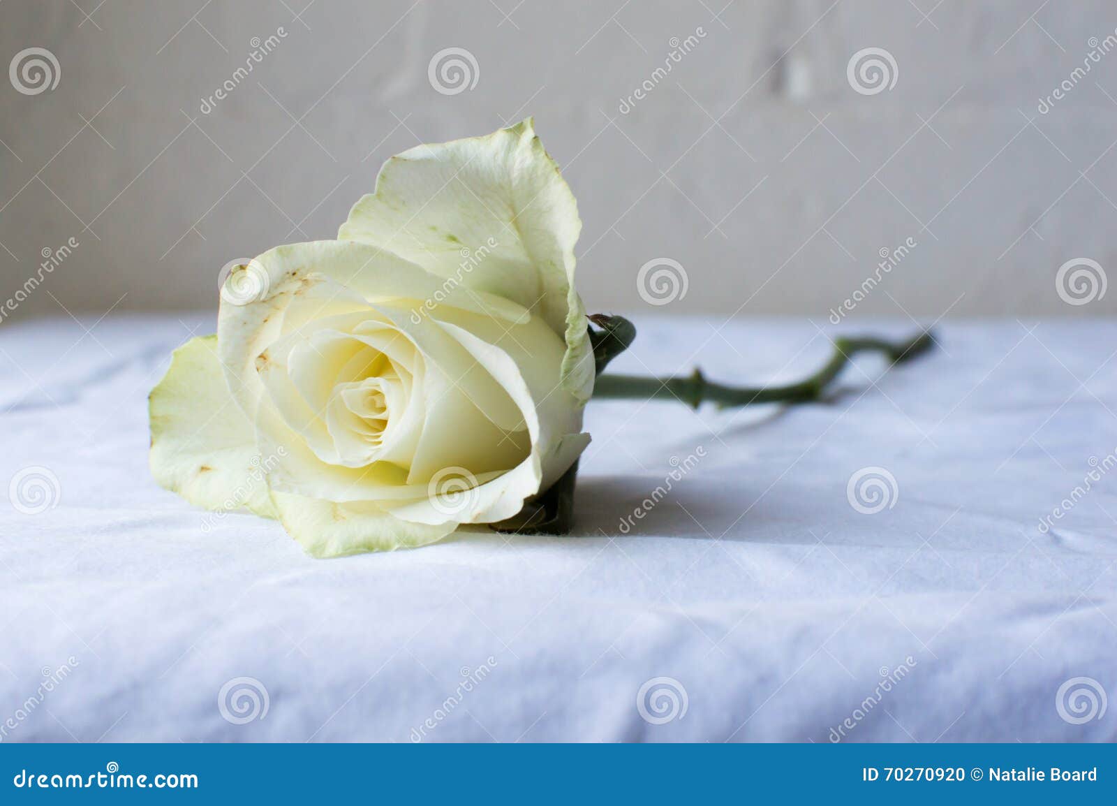 White rose on table stock photo. Image of floral, stem - 70270920