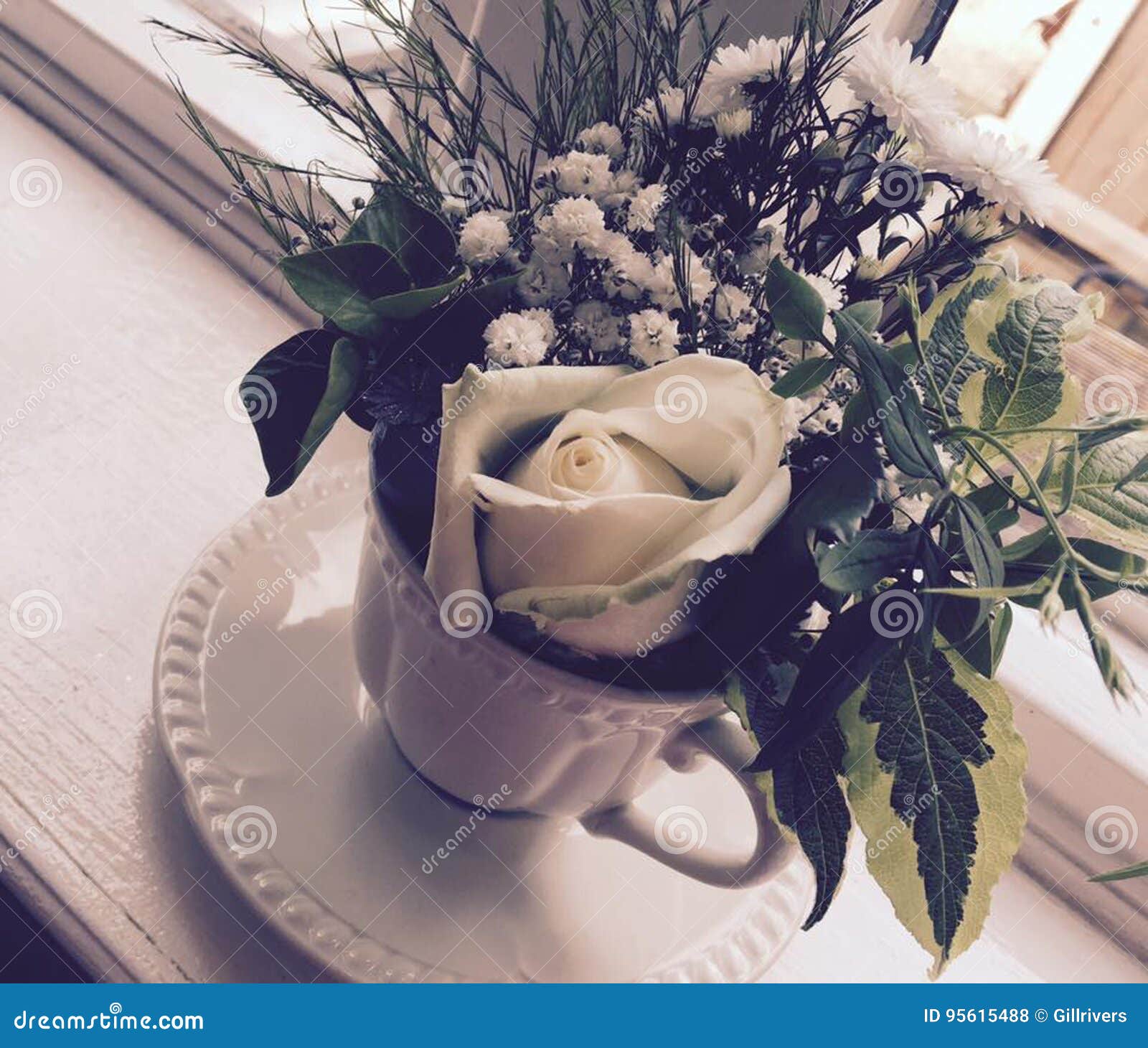 White Rose in a Teacup stock photo. Image of rose, teacups - 95615488