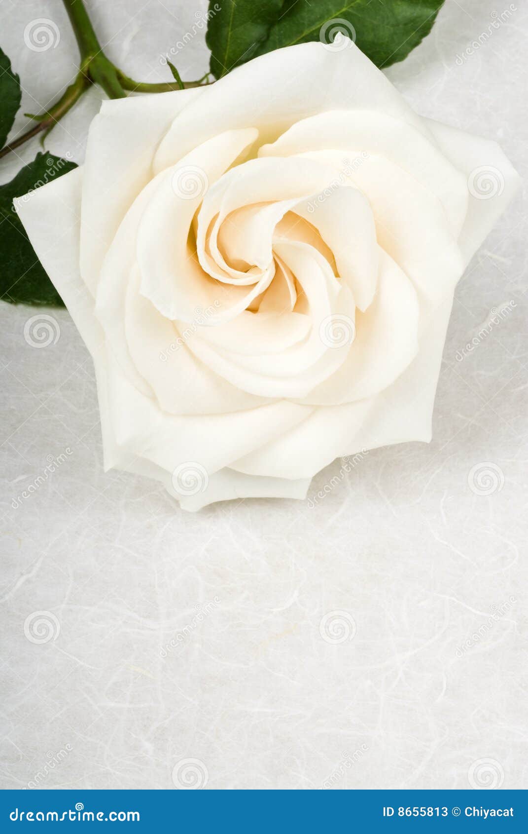 White Rose on Textured Paper Stock Image - Image of plant, gardenia ...