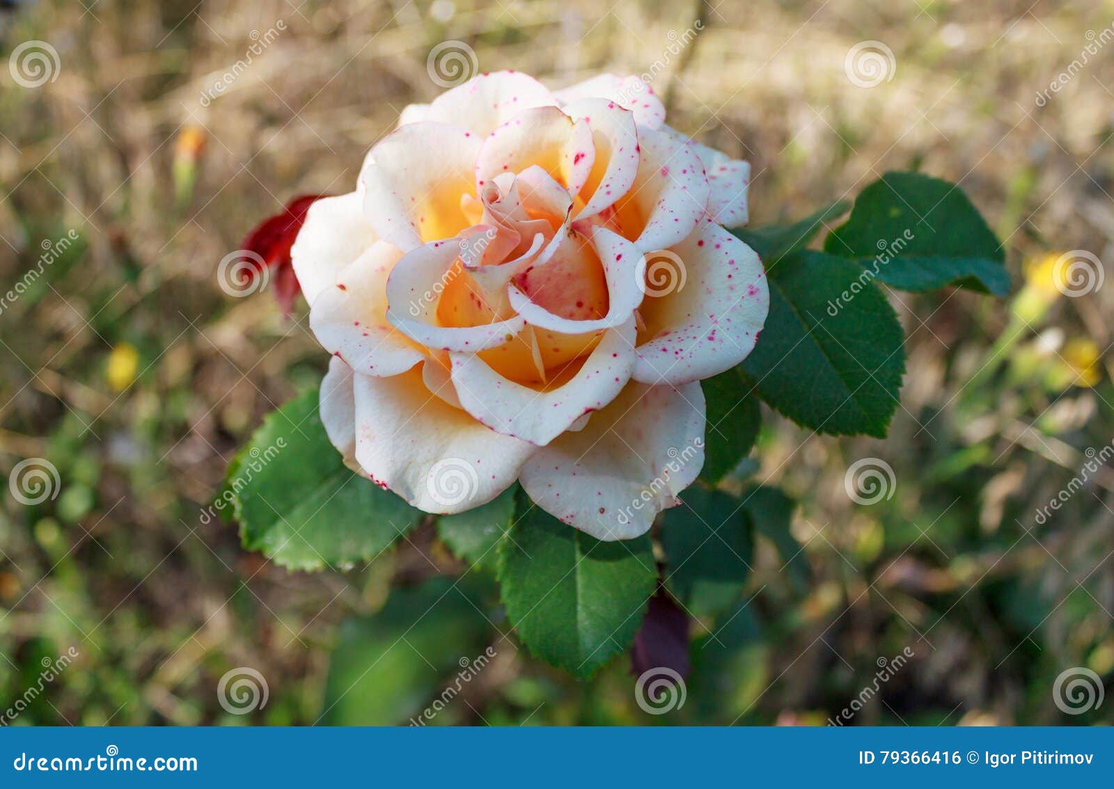 White rose top view stock photo. Image of branches, garden - 79366416