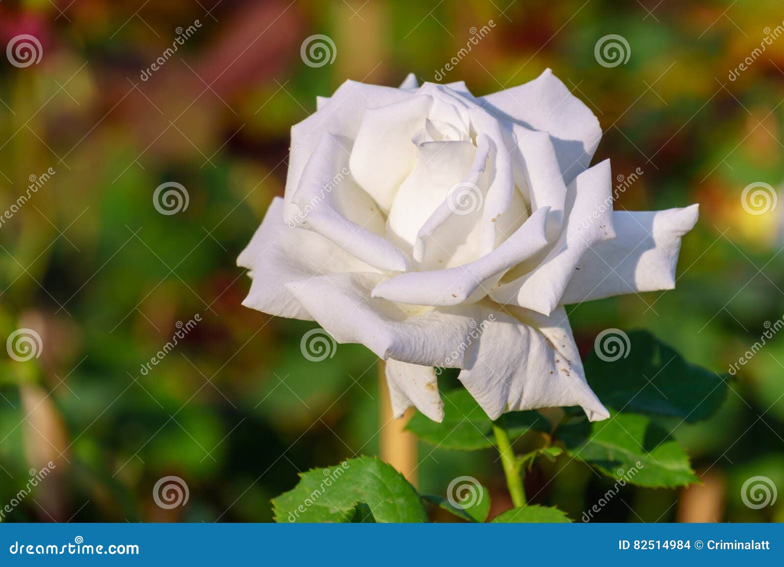 White rose on tree branch stock photo. Image of petal - 82514984