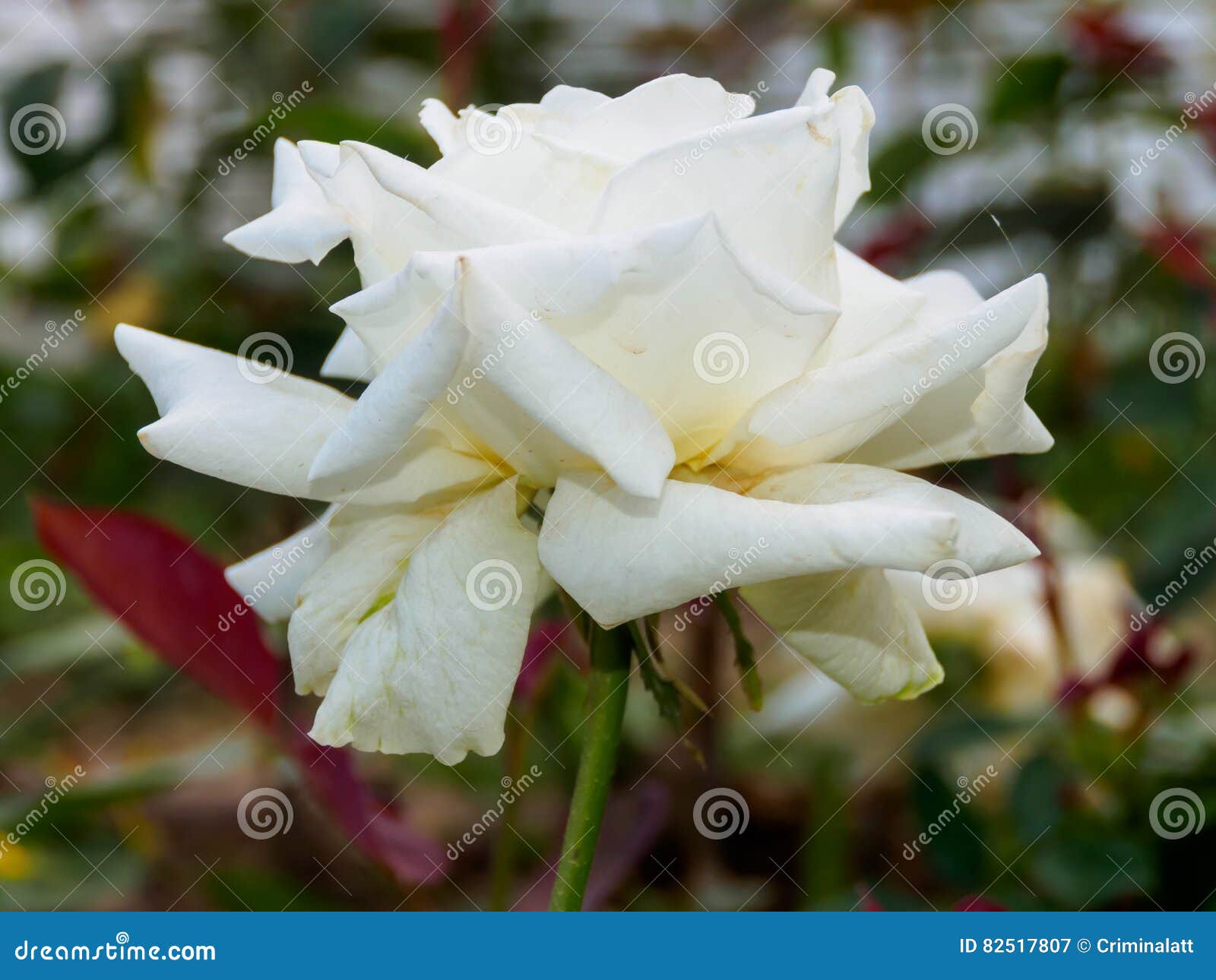 White rose on tree branch stock image. Image of green - 82517807
