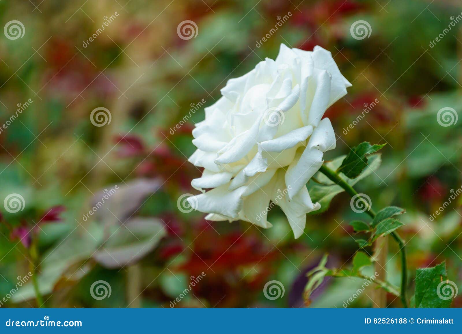 White rose on tree branch stock photo. Image of green - 82526188