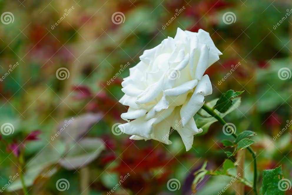White rose on tree branch stock photo. Image of green - 82526188