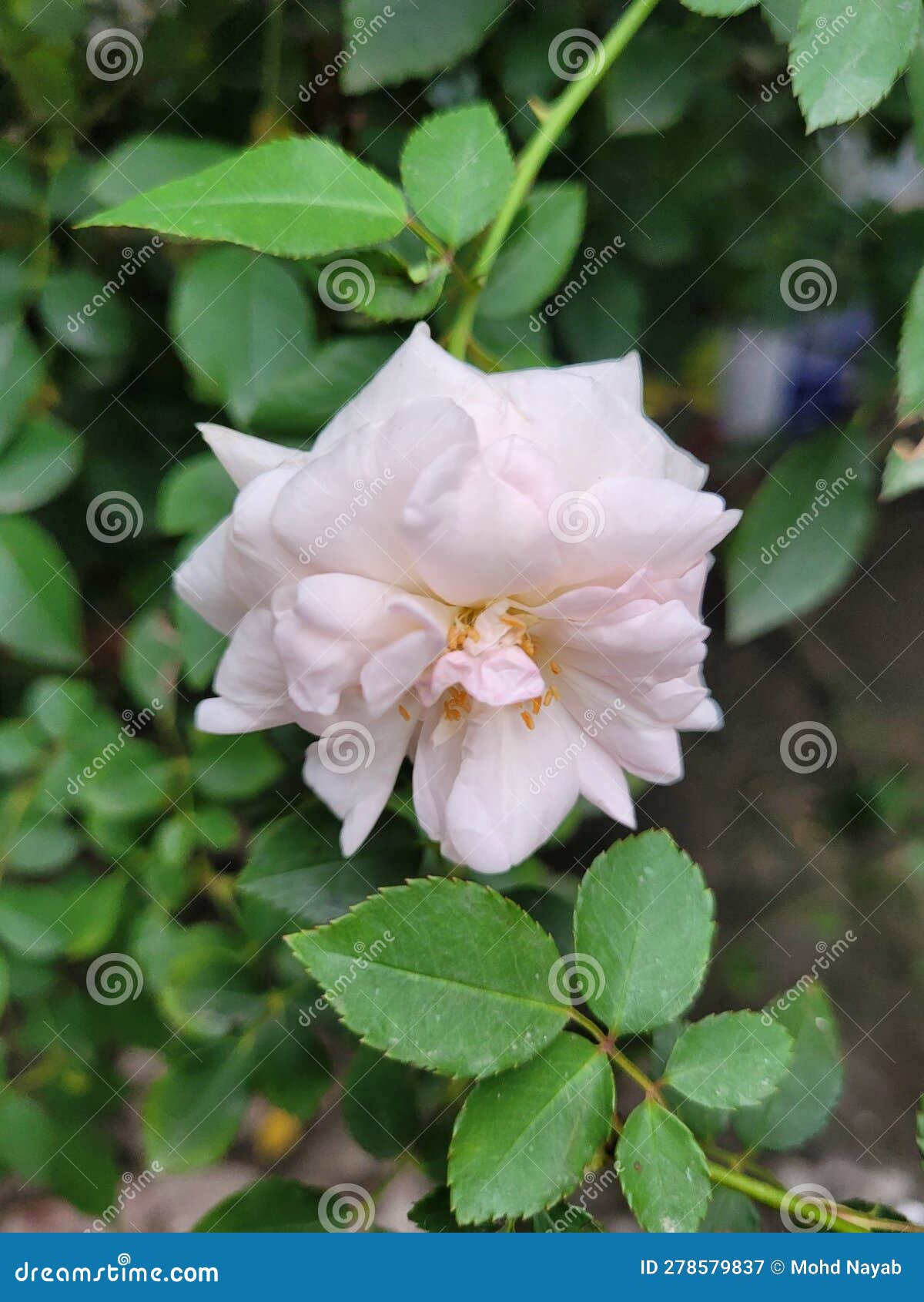 White rose with tree stock image. Image of tree, shrub - 278579837