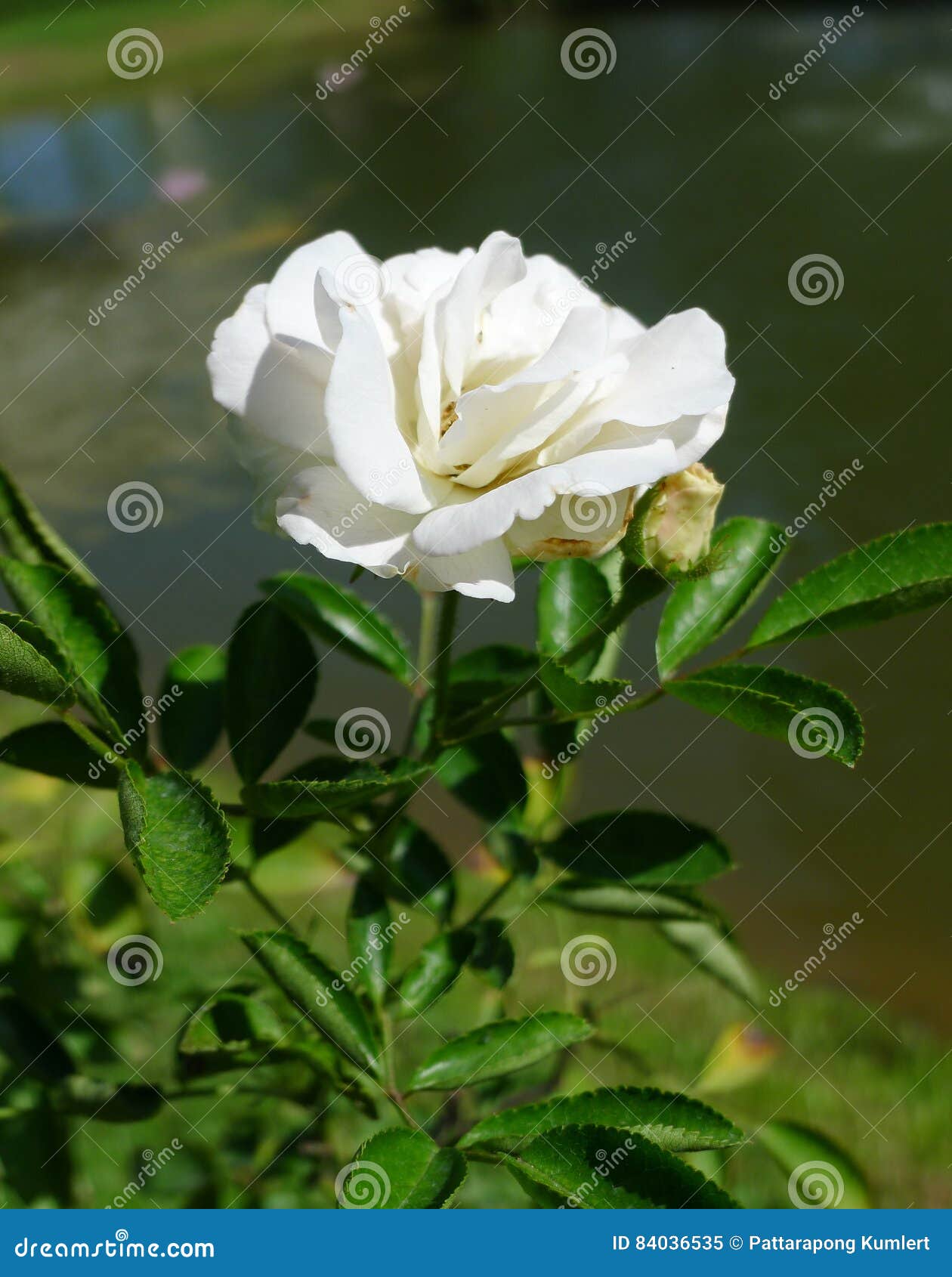 White Rose / Tropical Rose Garden Stock Image - Image of floral ...