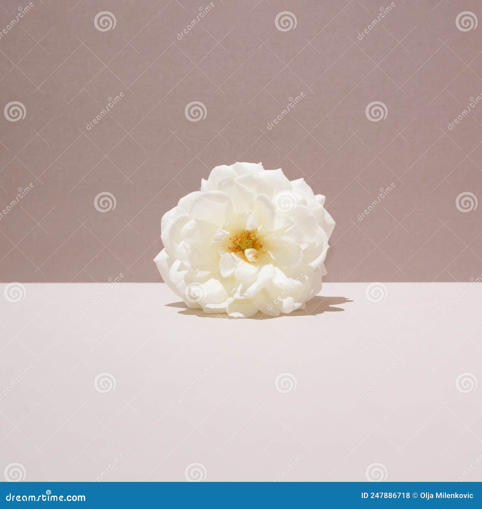 White Rose on a Two-tone Background. Setting on a Summer Theme. Pastel ...