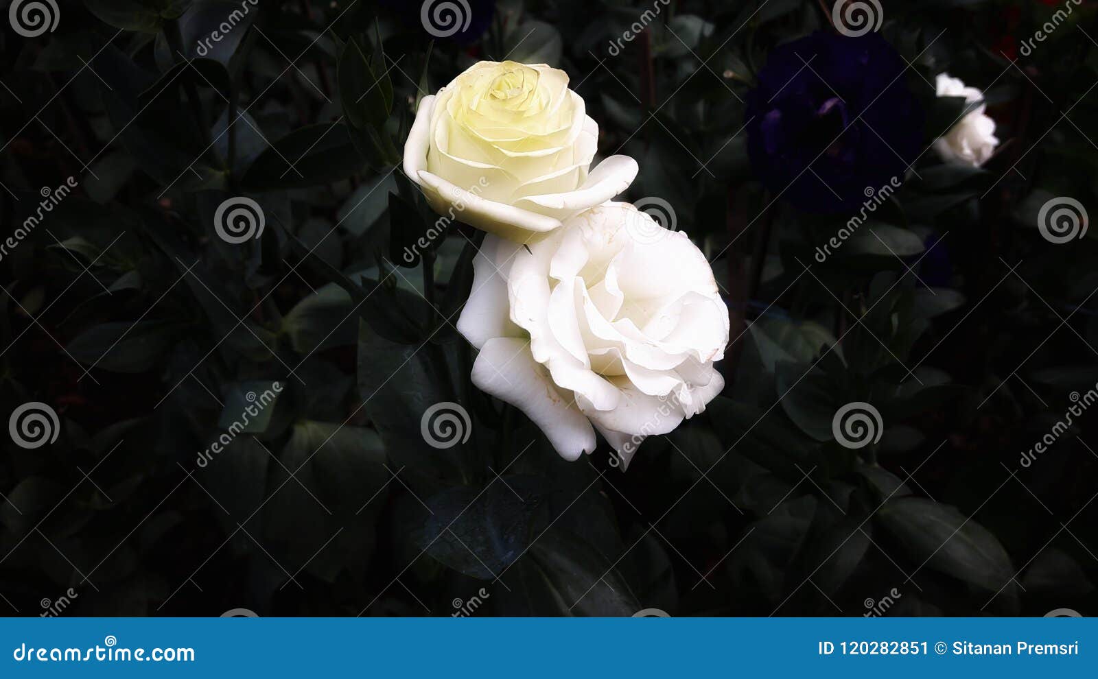 WHITE ROSE stock image. Image of plant, roses, rose - 120282851