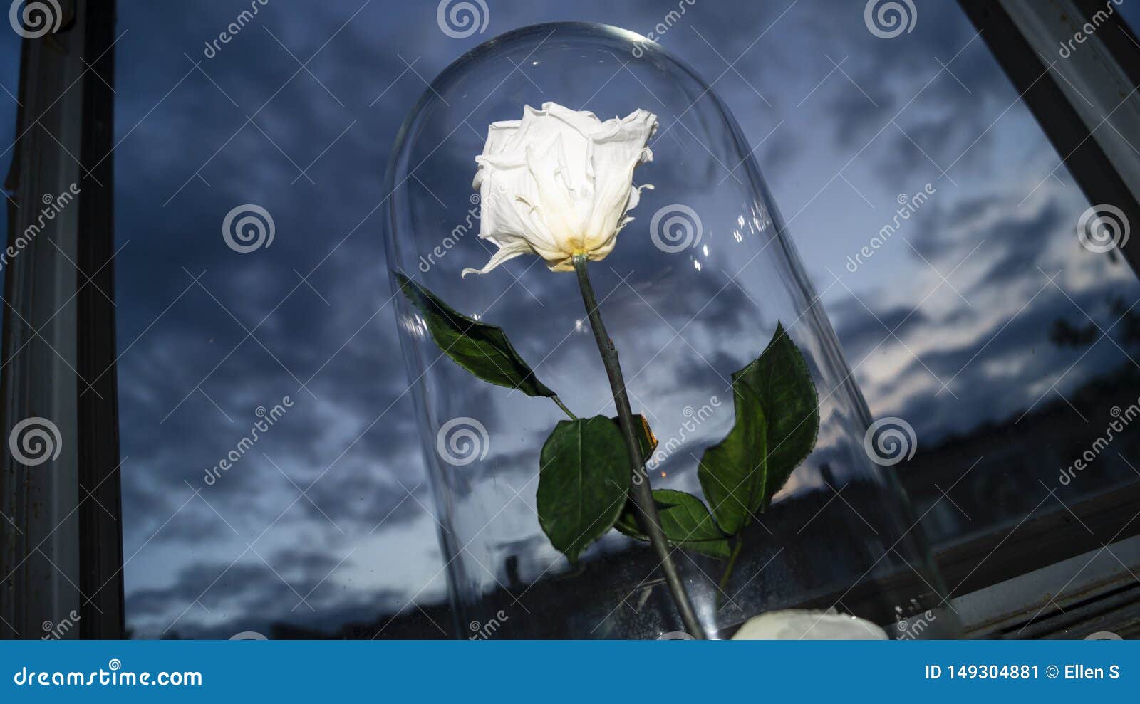 White rose under the dome stock image. Image of blue - 149304881