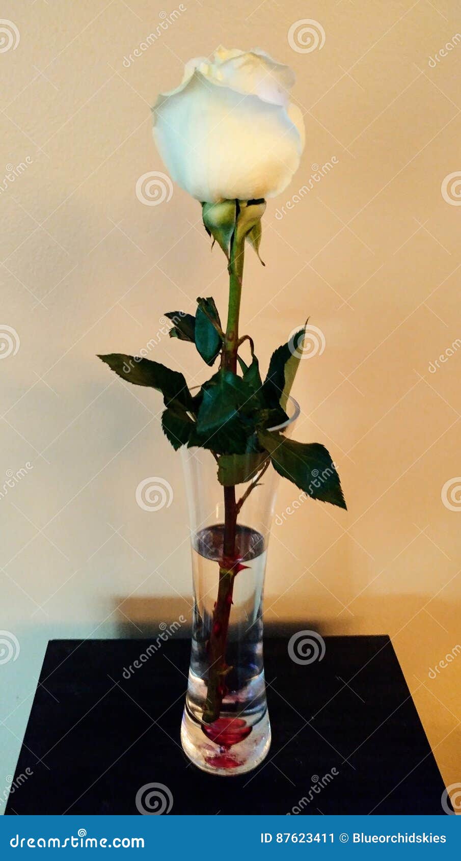 White rose stock image. Image of rose, vase, white, petals - 87623411