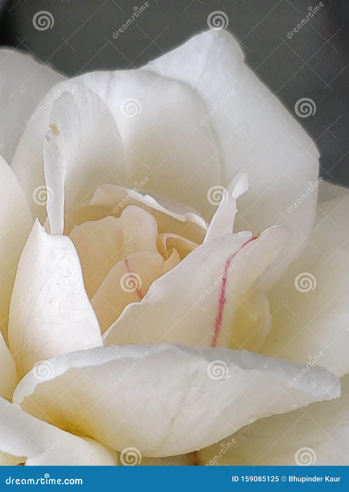 White Rose with Vertical Hot Pink Lines Stock Image - Image of pink ...