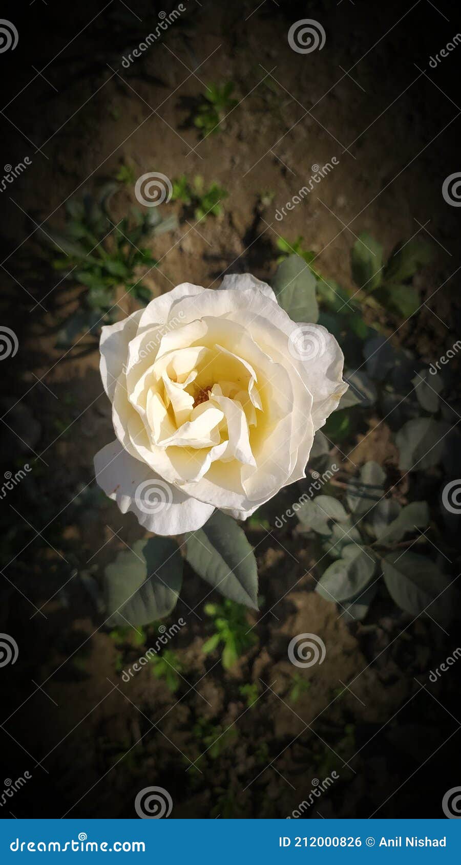 Red Rose Wow Very Beautiful Good Looking Rose Garden Royalty-Free Stock ...