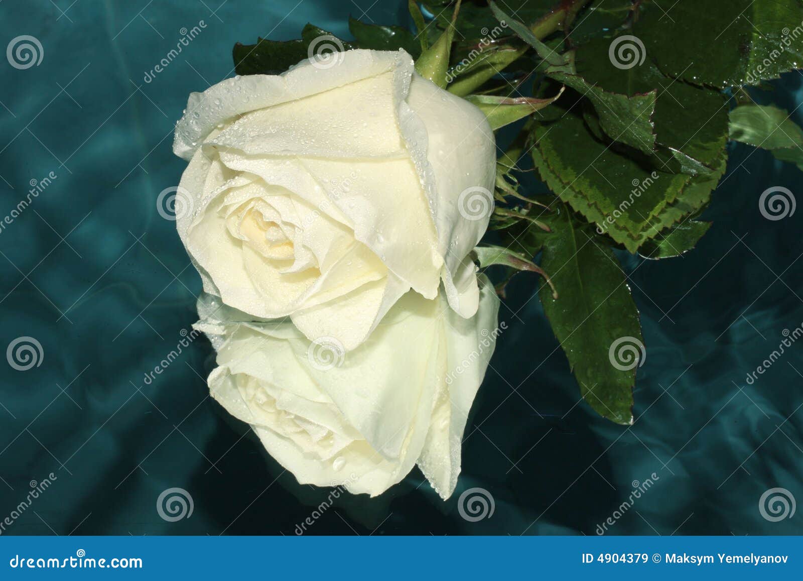 White rose on a water stock image. Image of beauty, flower - 4904379