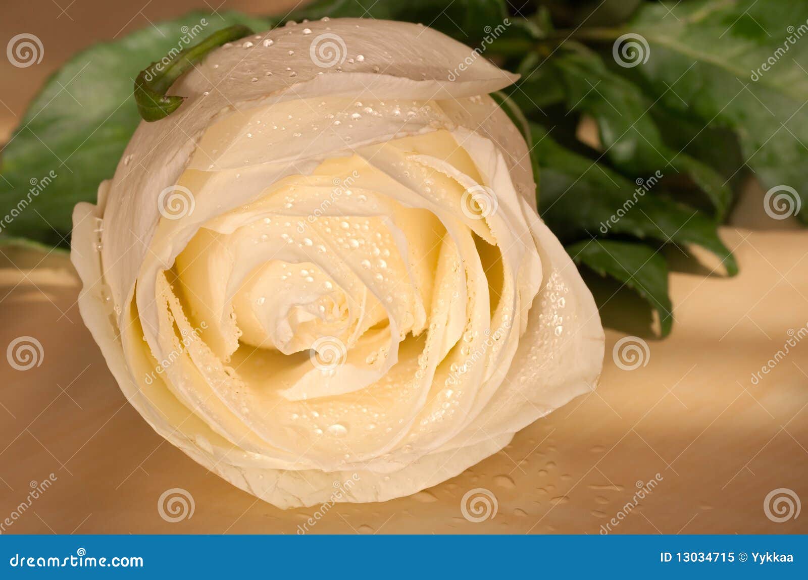 White Rose with Water Droplets. Stock Image - Image of flower, water ...