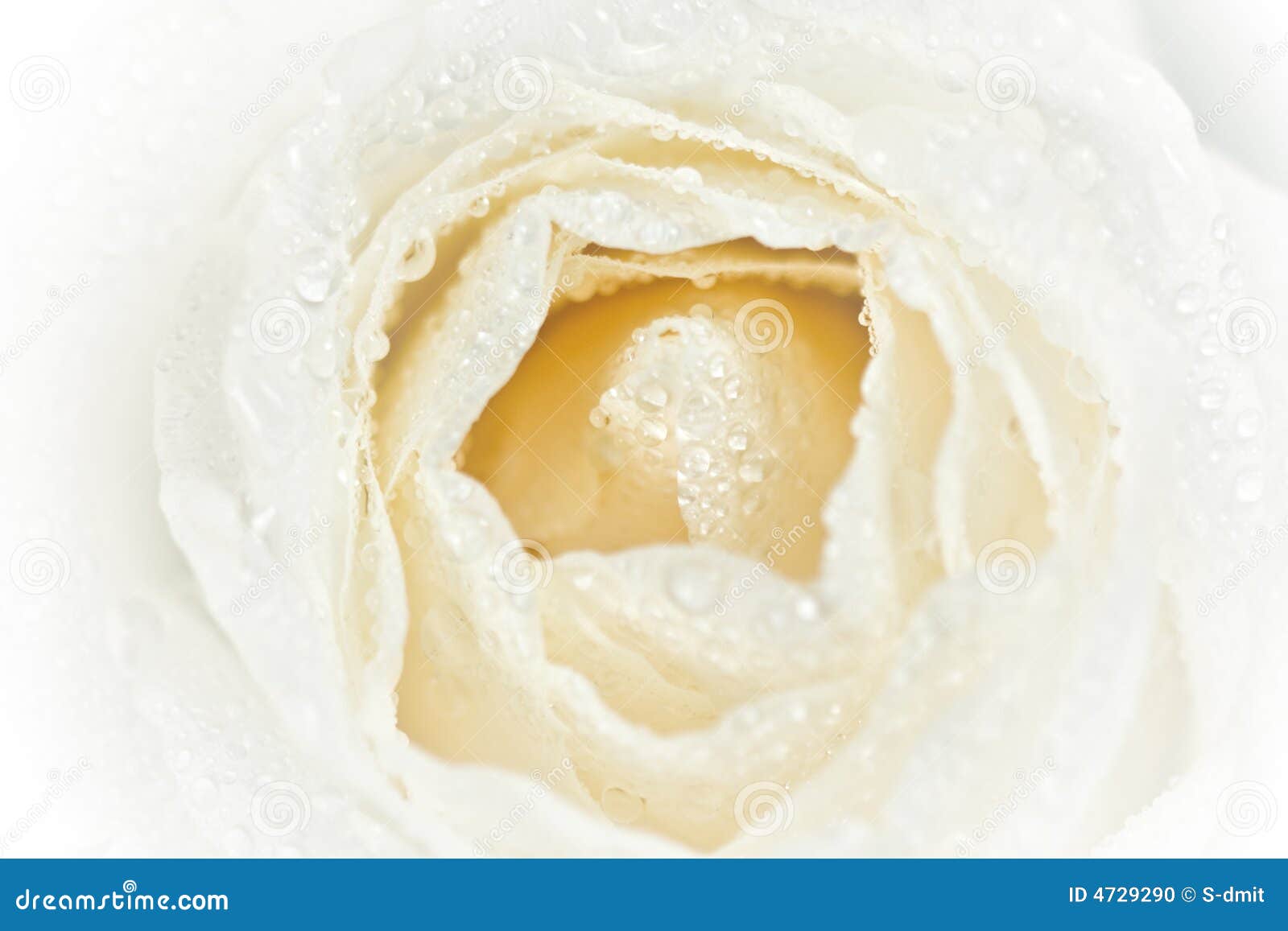 White Rose with Water Drops Stock Photo - Image of plant, drop: 4729290