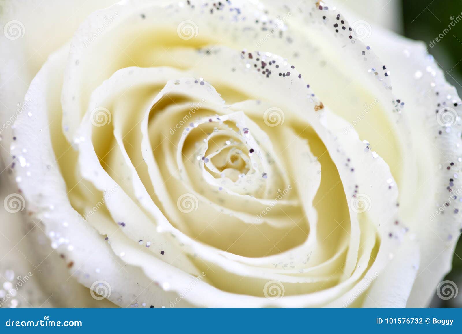White rose whit glitter stock photo. Image of color - 101576732