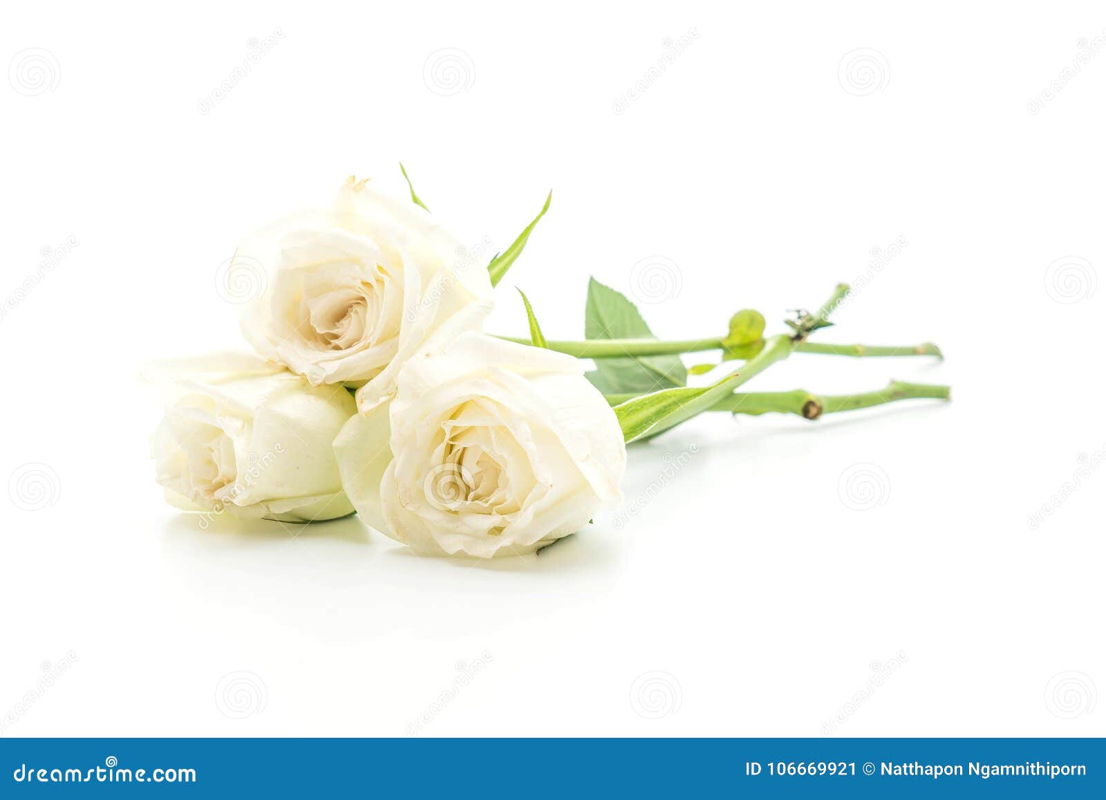 White Rose on White Background Stock Image - Image of design, rose ...