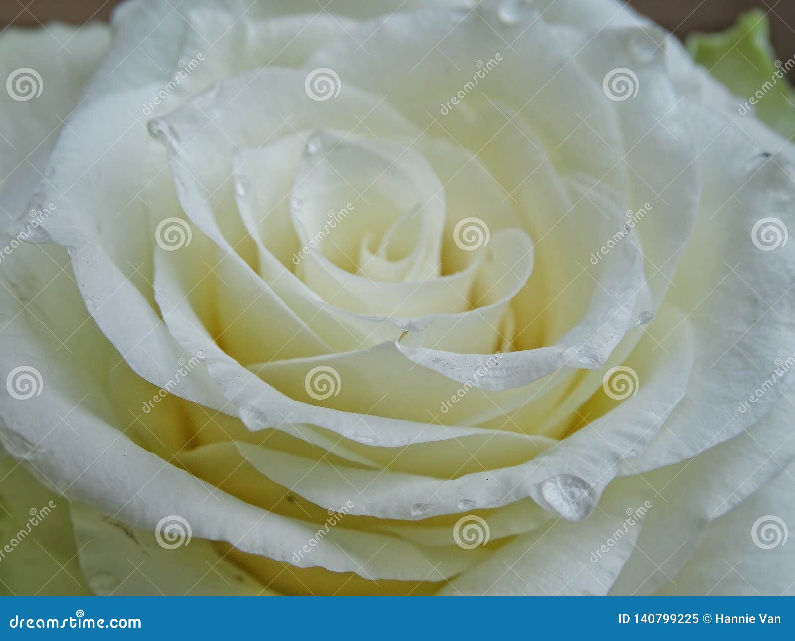White rose stock image. Image of nature, rose, closeup - 140799225