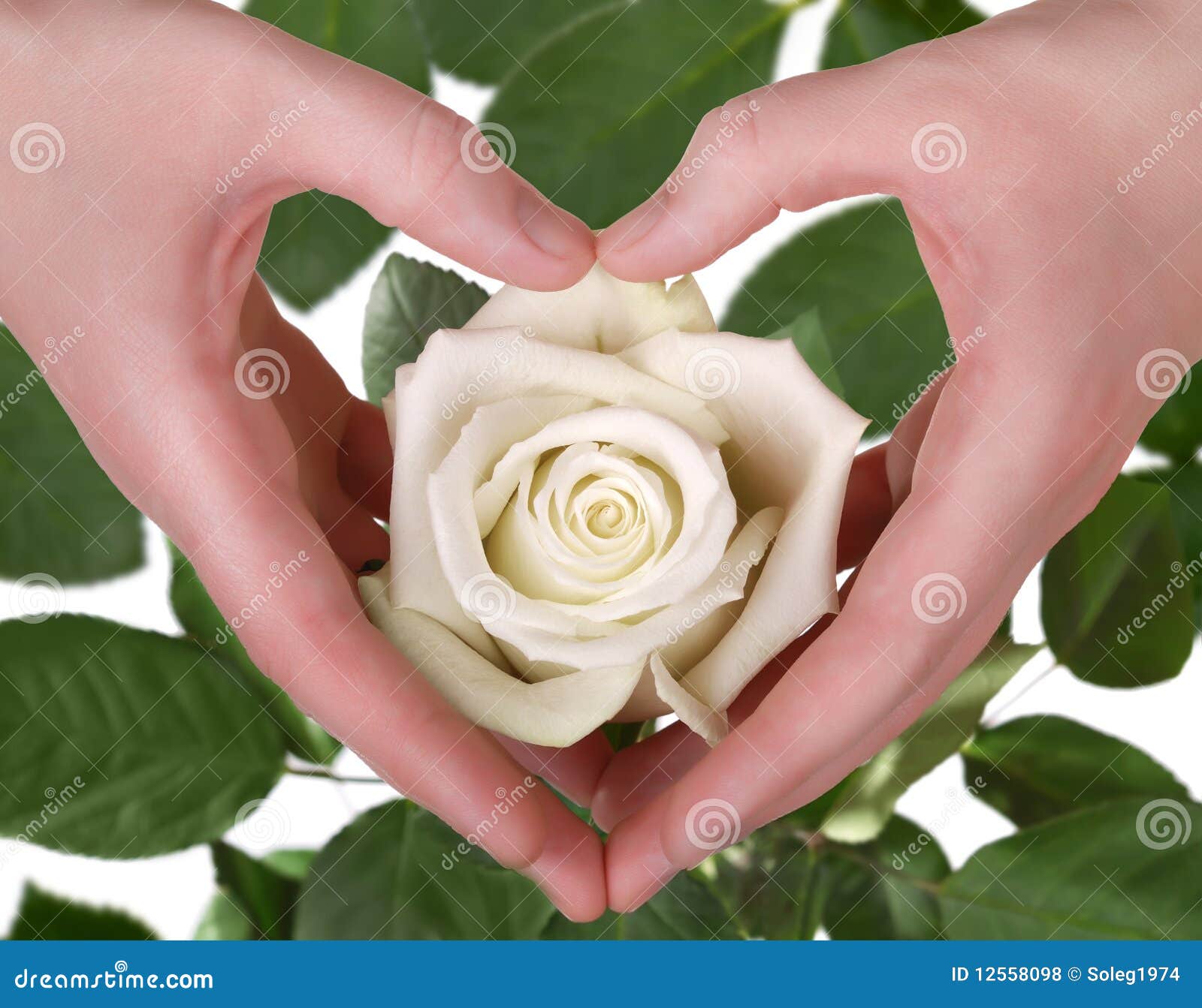 The White Rose in Woman Hand Stock Photo - Image of figure, love: 12558098