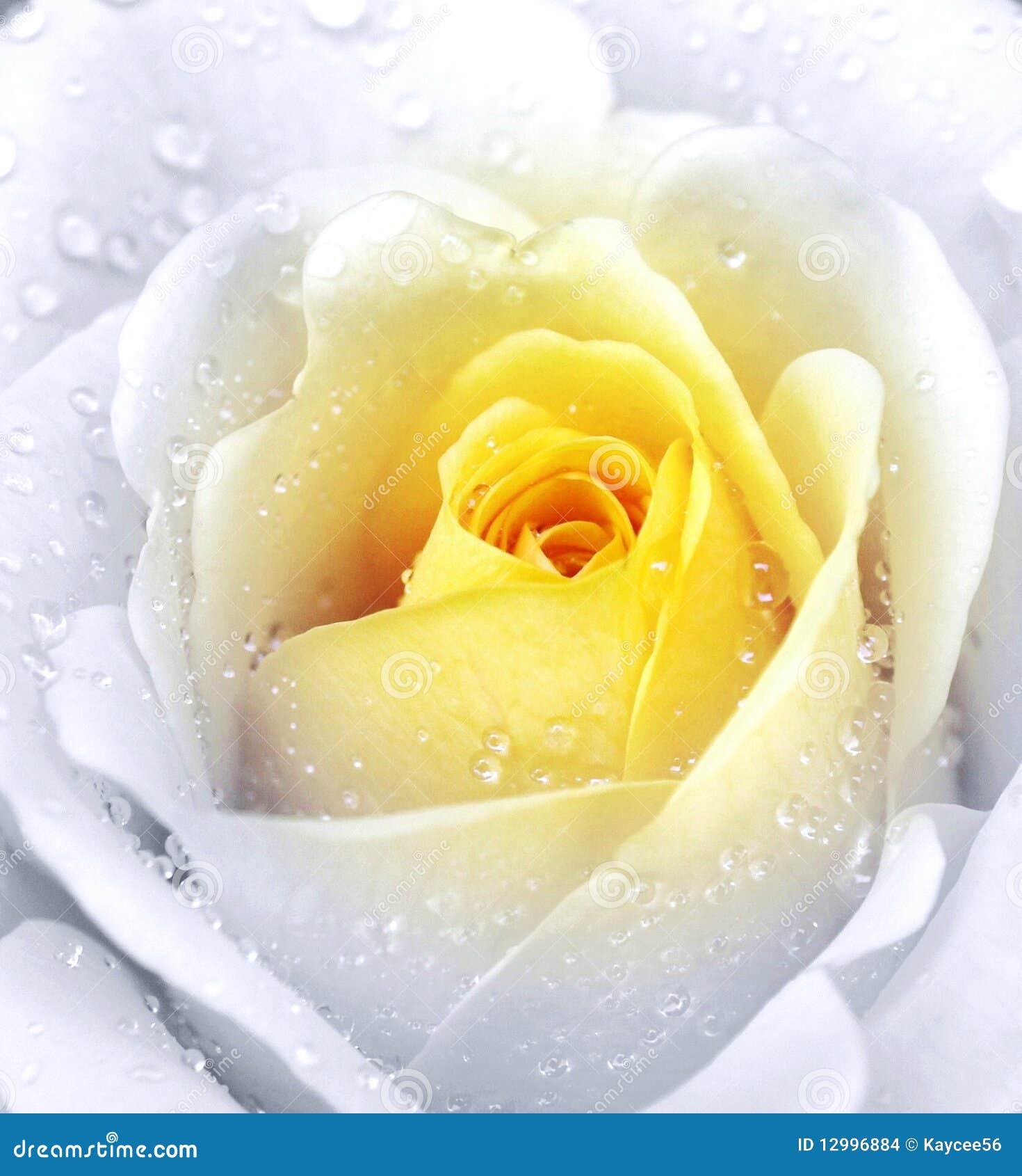 Yellow And White Roses Wallpaper