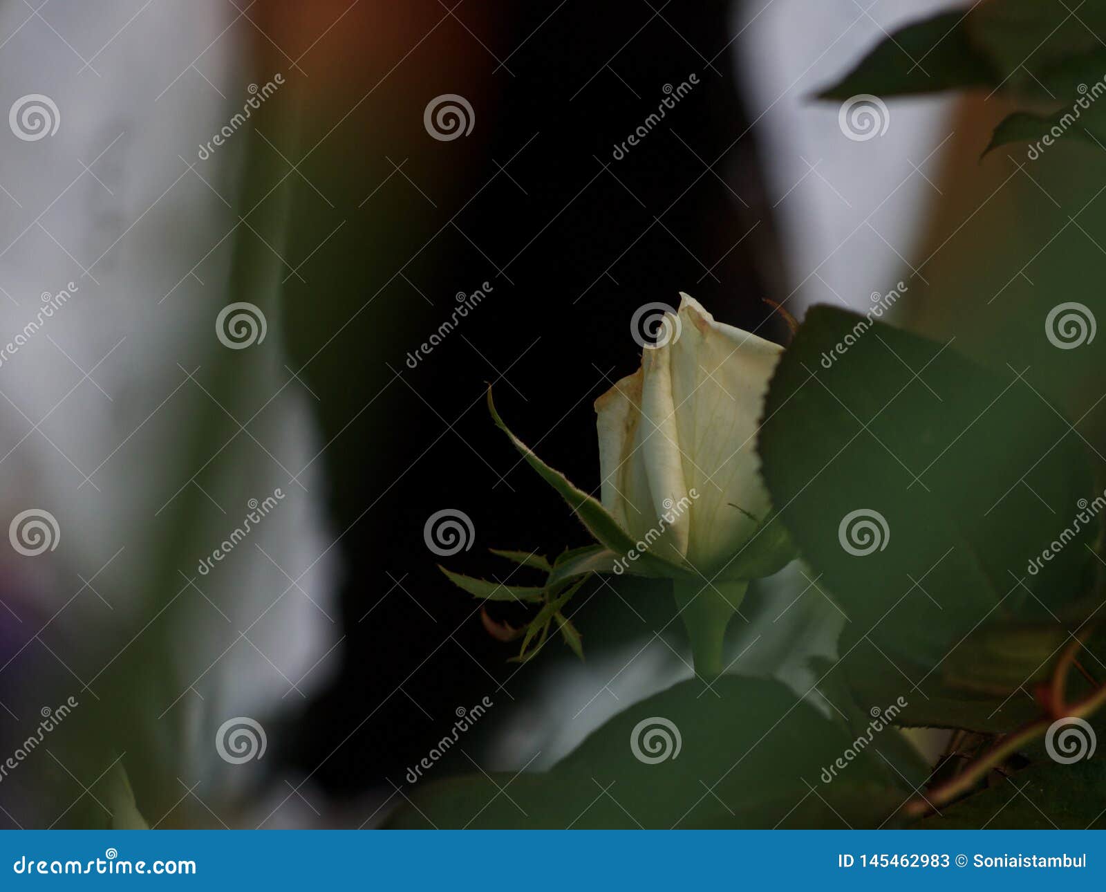 White Rosebud Focus on Foreground Stock Image - Image of nature, focus ...