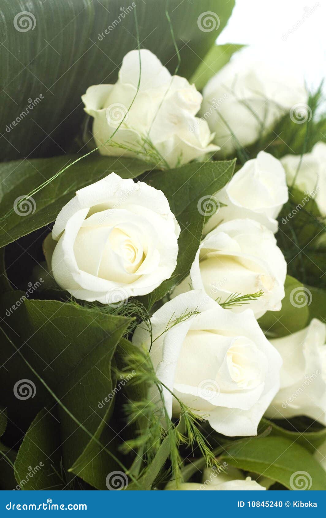 White roses stock photo. Image of gift, anniversary, plant - 10845240