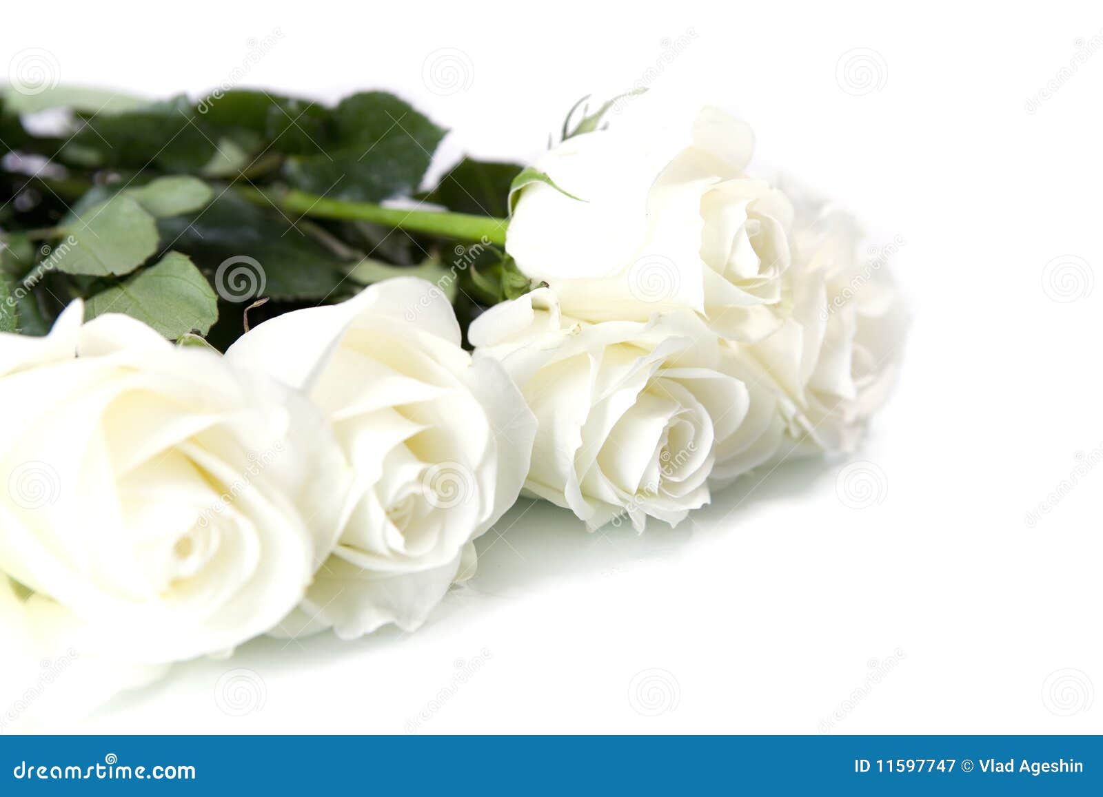 White roses stock image. Image of floral, white, macro - 11597747