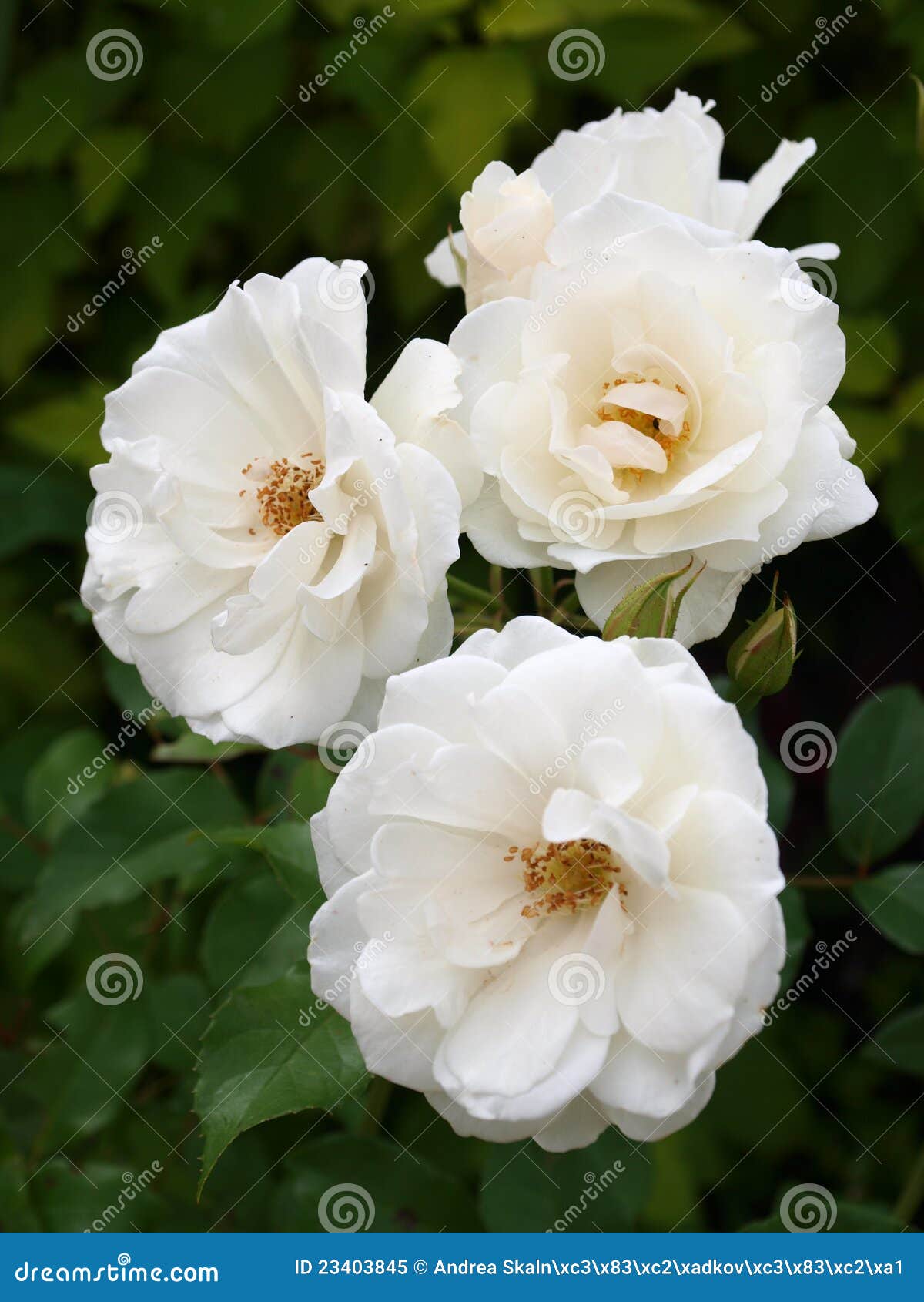 White roses stock image. Image of rose, romance, roses - 23403845