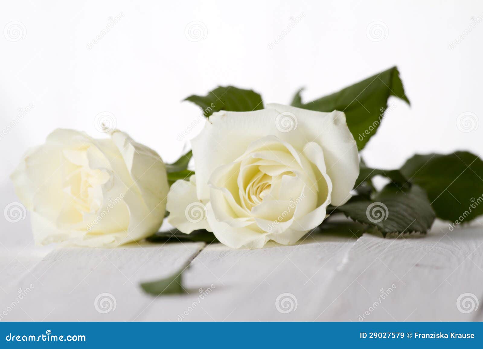 White roses stock image. Image of florisics, wood, white - 29027579