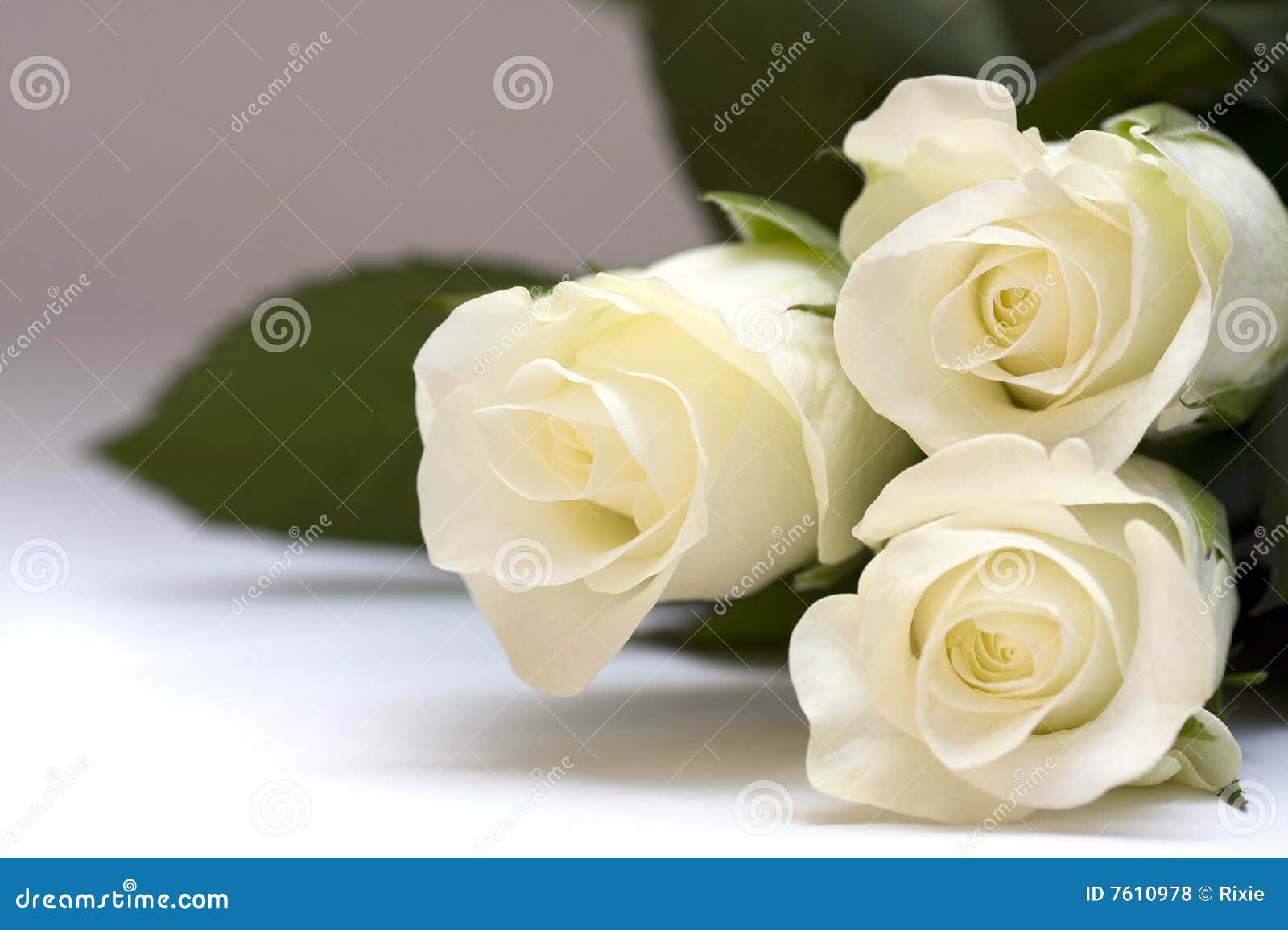 White roses stock photo. Image of nature, white, stem - 7610978