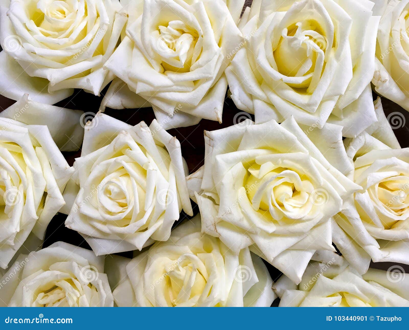 White Roses Arranged for Floral Texture and Background Stock Image ...