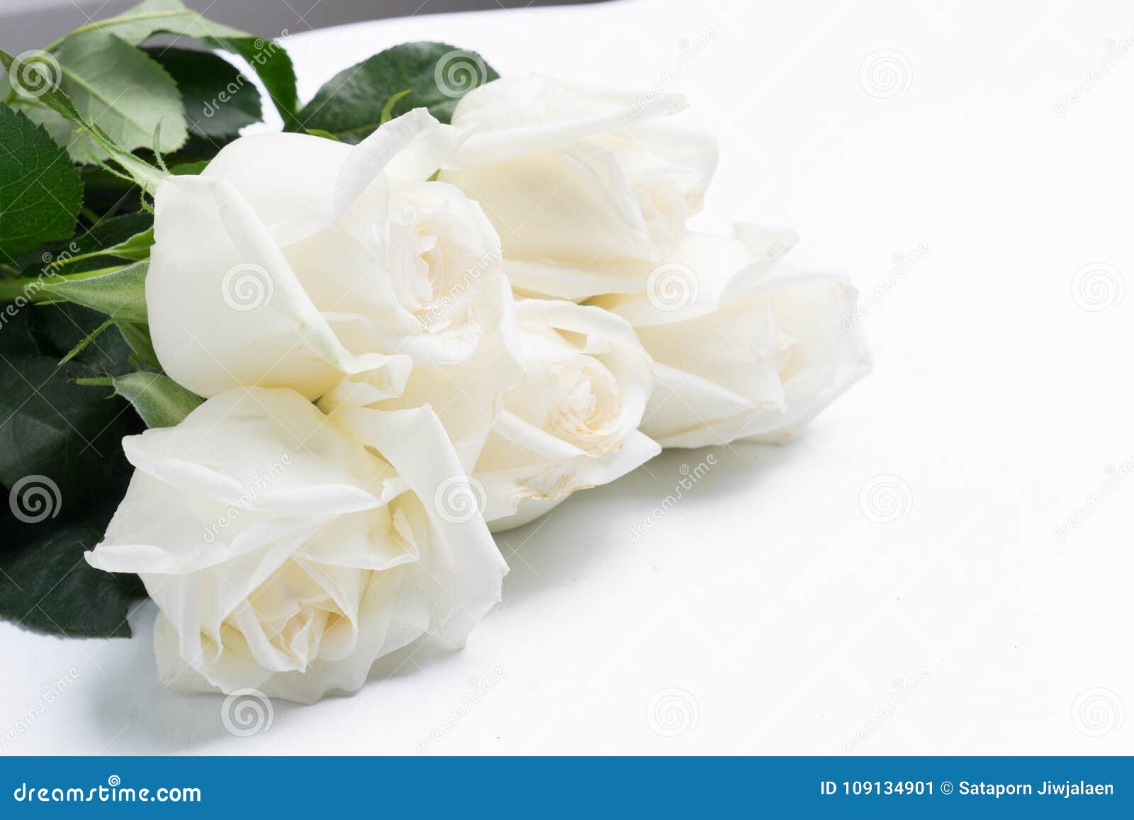 White roses on a white stock image. Image of valentine - 109134901