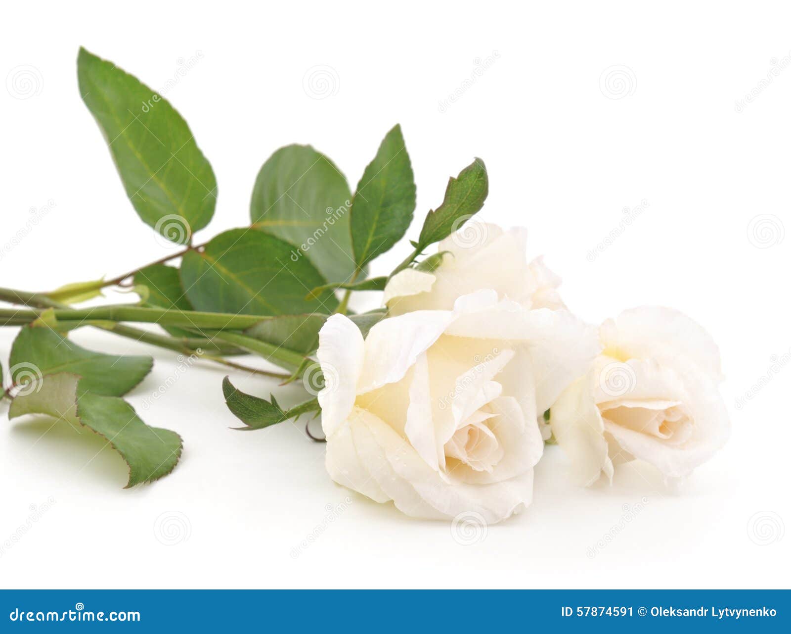 White roses. stock image. Image of roses, white, beauty - 57874591