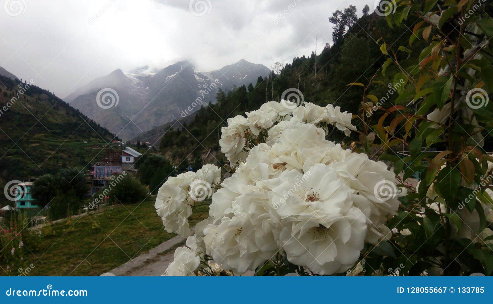 White Roses on the Background of Mountains Stock Image - Image of ...