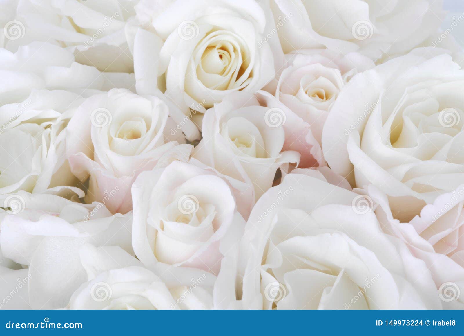 Roses Background Stock Photography | CartoonDealer.com #62944700