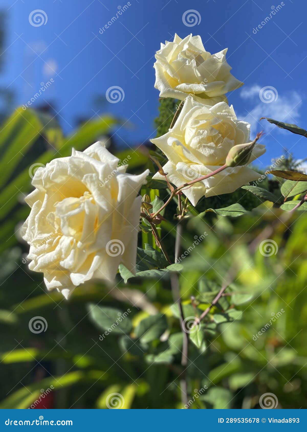 White Roses stock photo. Image of garden, roses, beautiful - 289535678