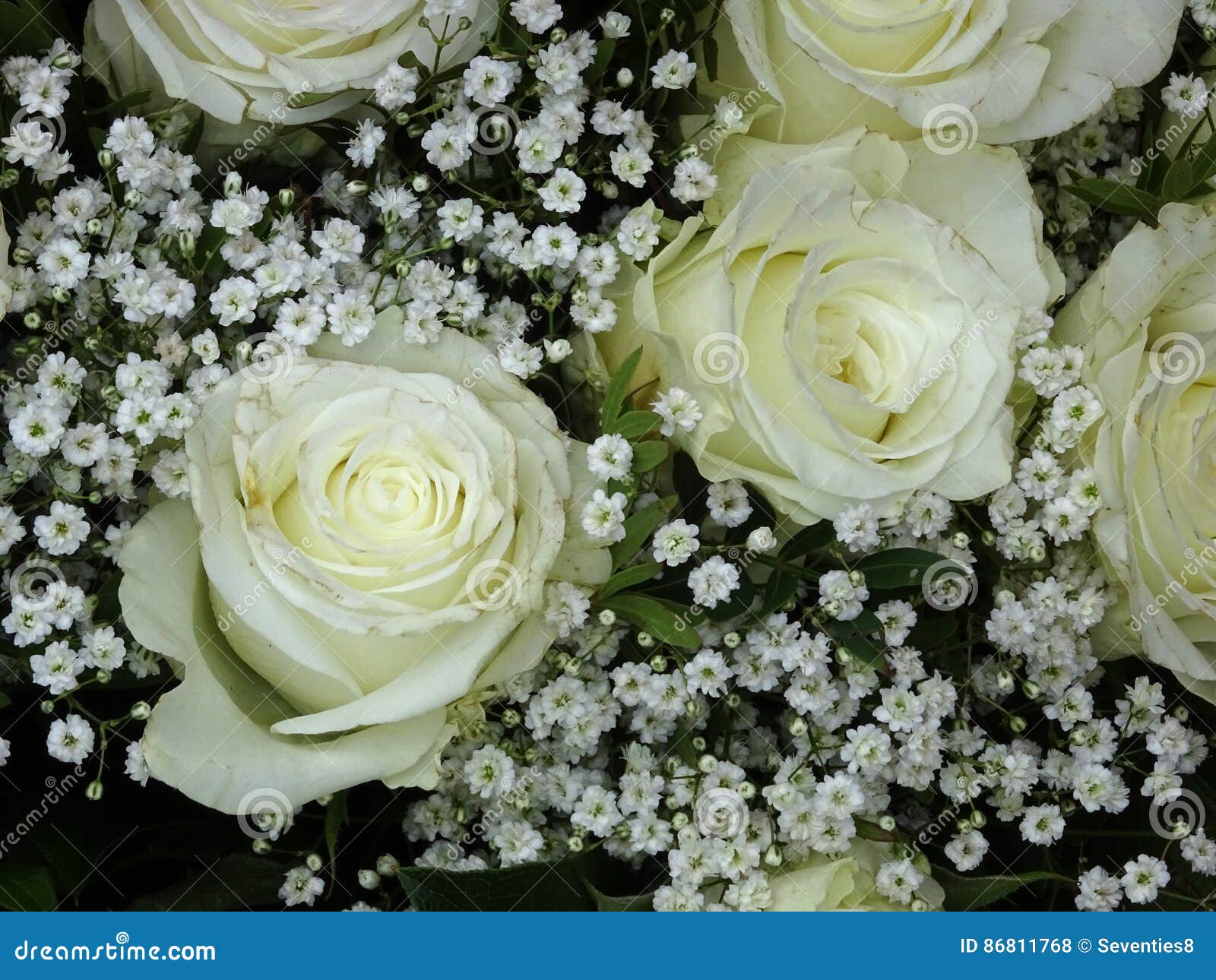 White Roses stock photo. Image of life, ecological, flower - 86811768