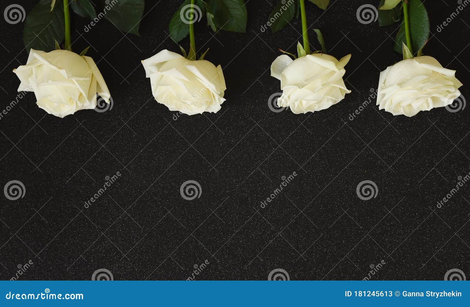 White Roses on a Black Background Stock Image - Image of event, rose ...